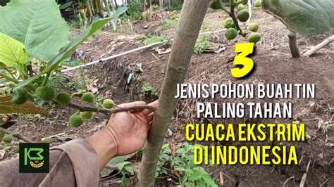 Jenis Pohon Buah Tin Yang Paling Tahan Terhadap Cuaca Ekstrim Di