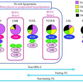Characteristics Of Lipoproteins Including TG Rich Lipoproteins Which