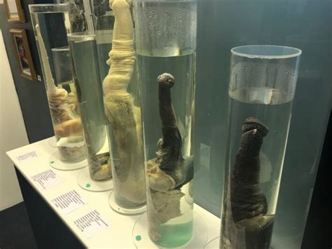 Faloteca Nacional Un Museo Para Visitar En Islandia