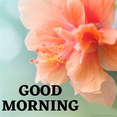 Top 999 Beautiful Flowers Good Morning Images Amazing Collection