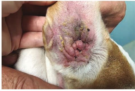 Cuanto Dura La Otitis En Perros