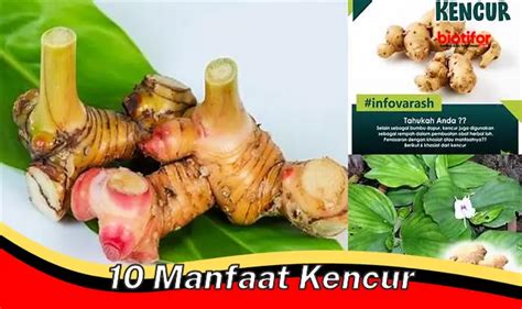 Temukan 10 Manfaat Kencur Jarang Diketahui Yang Perlu Anda Tahu Biotifor
