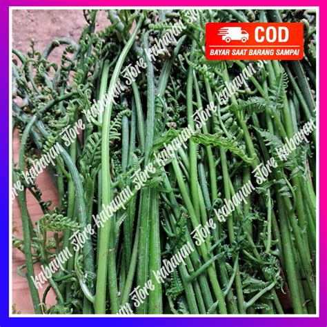 Pakis Sayur Segar Kg Daun Pakis Sayur Lazada Indonesia