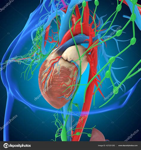 Human Heart Circulatory System Anatomy Medical Concept Illustration