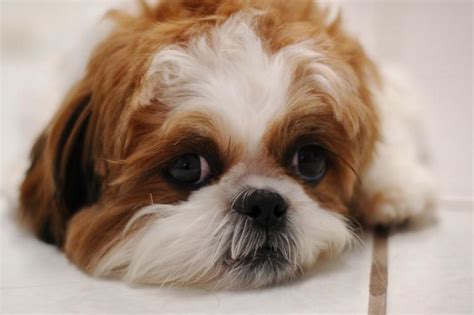 Cómo Saber si un SHIH TZU es PURO Guía de Características
