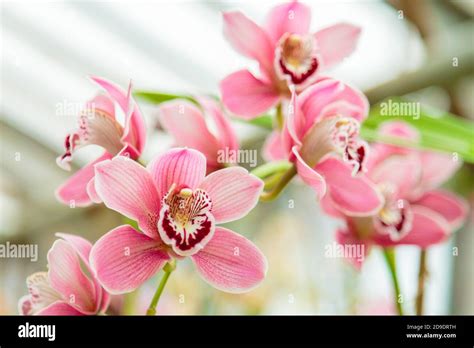 Phalaenopsis phalaenopsis o falah de la flor de la orquídea púrpura