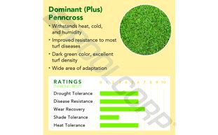POOL360 DELTA BLUEGRASS SOD