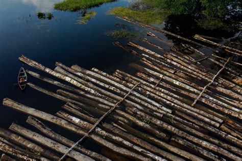 Relatório aponta que 94 do desmatamento na Amazônia brasileira é