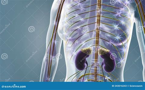 The Adrenal Glands Make The Hormones Cortisol Aldosterone Adrenaline