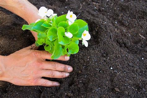 Sustrato Ecol Gico Para Nutrir Las Plantas De Tu Jard N