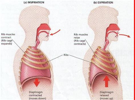 The Mechanism Of Breathing Flashcards Quizlet