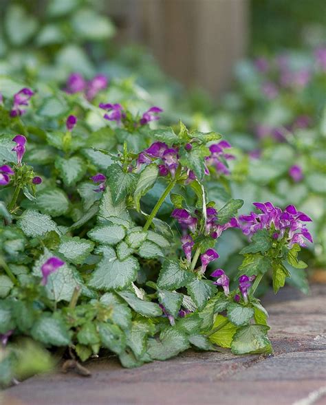 22 Ground Cover Plants Purple RoarkRosario