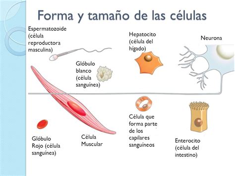La célula y sus partes