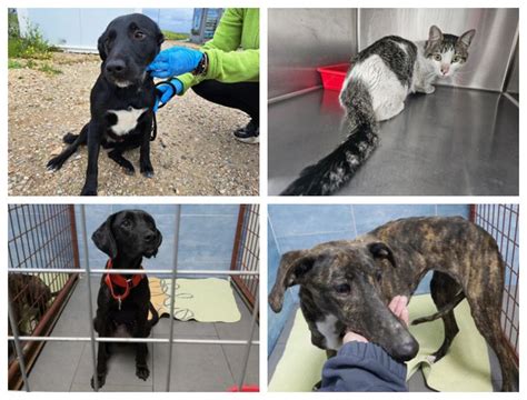 Salamanca adopción animales SALAMANCArtv AL DÍA Noticias de Salamanca