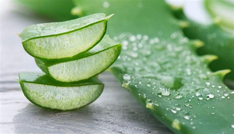 Manfaat Lidah Buaya Untuk Kecantikan Wajah Cara Alami Dan Efektif