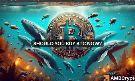 Frenesi De Compra Das Baleias Bitcoin O Que Isso Significa Para Voc