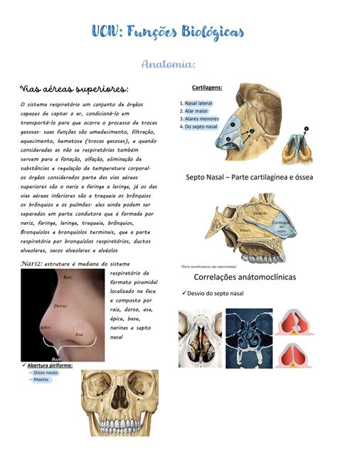 SOLUTION Anatomia vias aéreas superiores Studypool