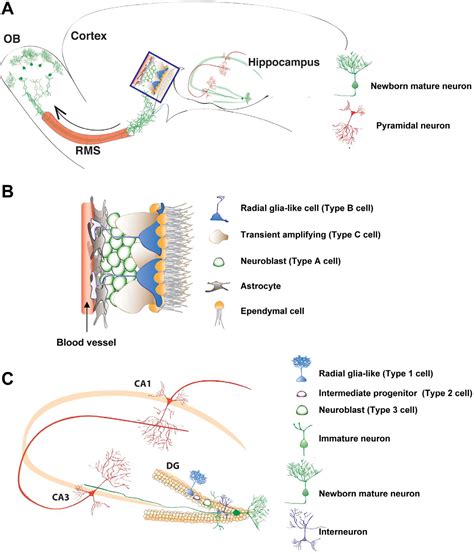 Wnt Signaling Roles On The Structure And Function Of The Central