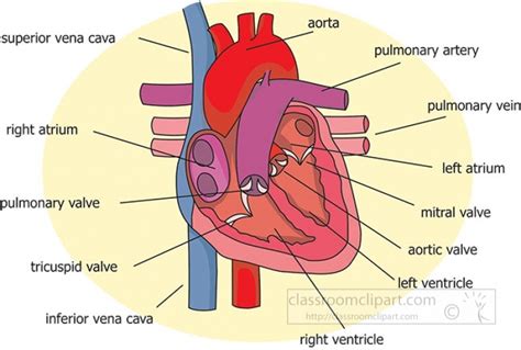 Circulatory Systems Clip Art Library