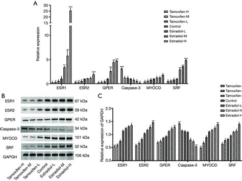 Expression Of ESR1 ESR2 GPER Caspase 3 MYOCD SRF MRNA And Protein