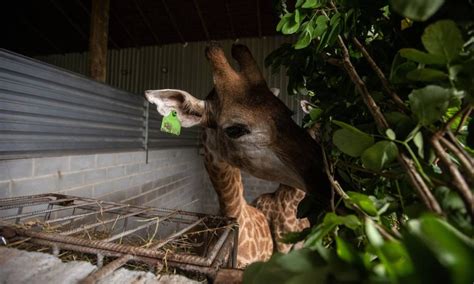 Girafas trazidas da África do Sul pelo BioParque do Rio custaram mais