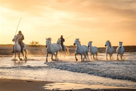 Où aller en Camargue les meilleures destinations de voyage