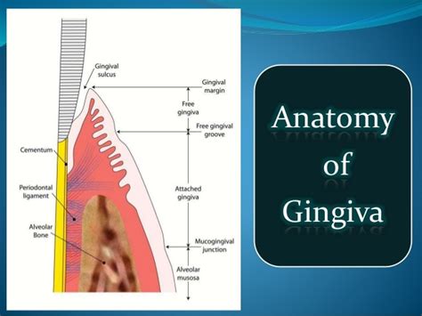 Ch 1 Periodontium The Tooth Supporting Structures Diagram Quizlet