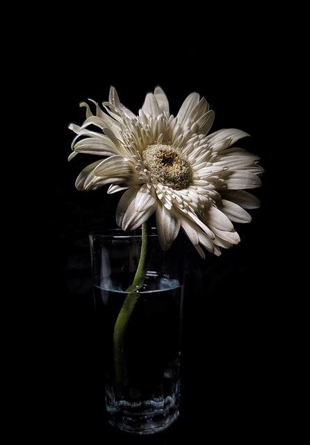 Fleur Bloom Botanique Photo Gratuite Sur Pixabay Pixabay