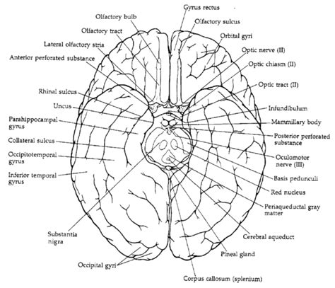 Ventral View Of Human Atelier Yuwa Ciao Jp