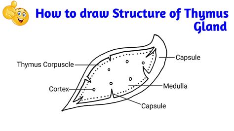 How To Draw Structure Of Thymus Gland Step By Step For Beginners YouTube