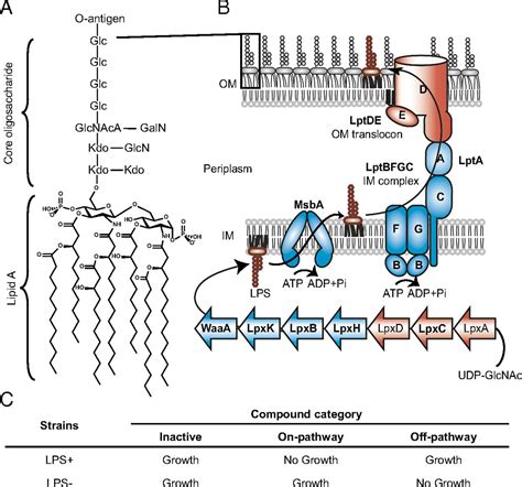 Cell Based Screen For Discovering Lipopolysaccharide Biogenesis