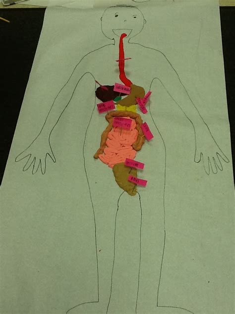 Digestive System For 7th Grade