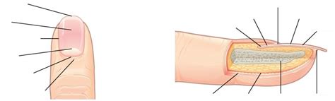 Nail Diagram Labeled Diagram Quizlet