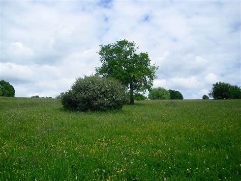 Fotos gratis paisaje árbol naturaleza césped horizonte nube