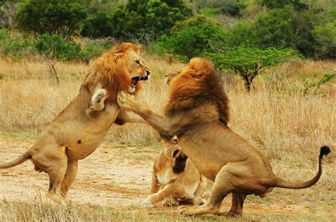 Peleas entre leones Algunas de las imágenes más salvajes y brutales de