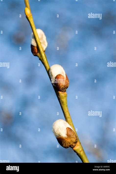 Pussy Willow Buds Stock Photo Alamy