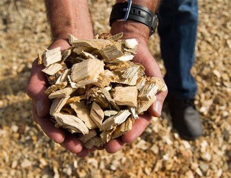 Biomass Energy From Forests Can Be Sustainable And Carbon Neutral
