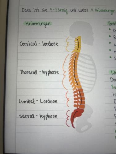 Wirbels Ule Flashcards Quizlet