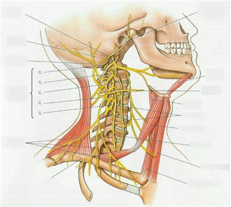 The Cervical Plexus Ii Diagram Quizlet