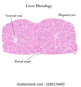Liver Histology Liver Structure Showing Portal Stock Illustration