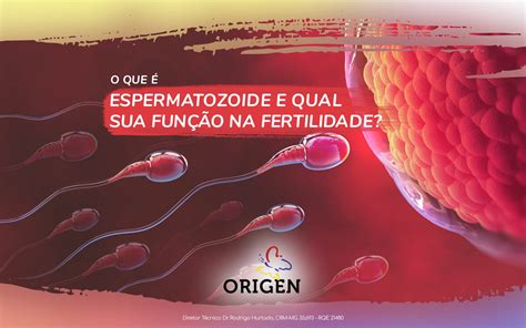 O que é espermatozoide e qual sua função na fertilidade