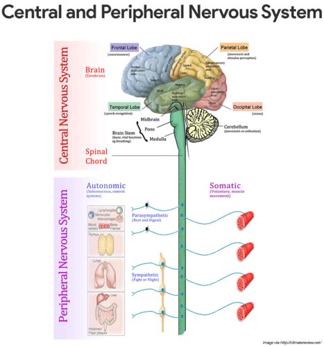 The Neurologic System Flashcards Quizlet