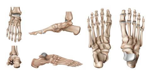 conjunto de anatomía de los huesos del pie 3500711 Vector en Vecteezy