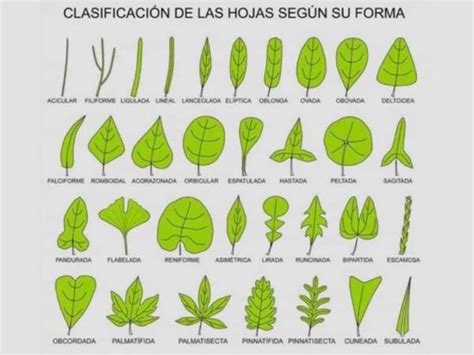 Tipos De Hojas Clasificaci N E Im Genes Clasificacion De Las Hojas