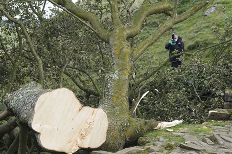 Hadrians Wall Damaged In Felling Of Landmark Robin Hood Tree In Britain