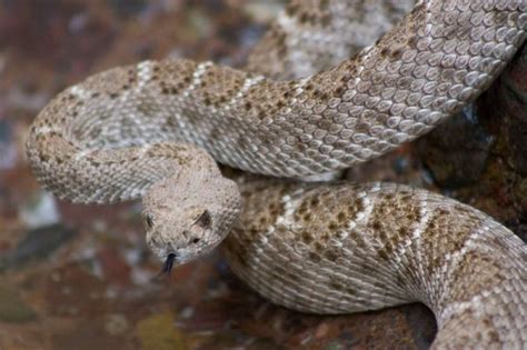 La Serpiente de Cascabel Alimentación características