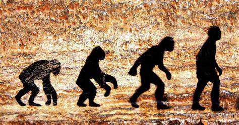 Las evidencias de la evolución Biología