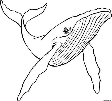 Coloriage Baleine A Bosse Dessin Baleine Imprimer