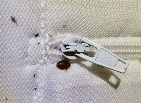 What Do Bed Bugs Look Like Pestend Pest Control Toronto
