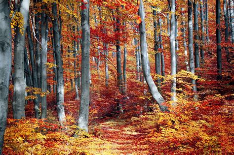 60 000 kostnadsfria Höst och Natur foton Pixabay